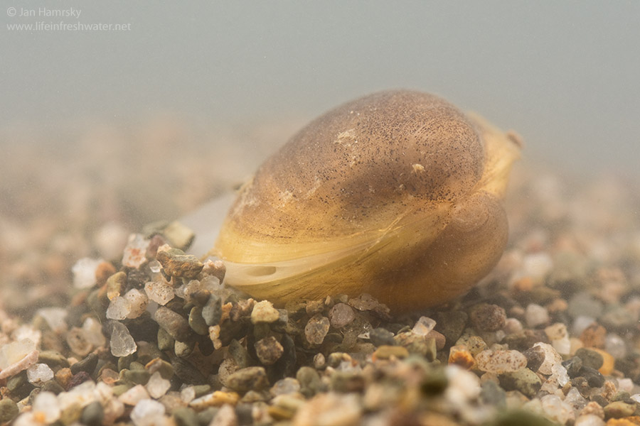 Phylum Mollusca Mussels