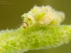 Caddisfly larvae (order Trichoptera) - LIFE IN FRESHWATER