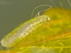 Caddisfly larvae (order Trichoptera) - LIFE IN FRESHWATER
