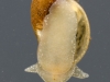 Freshwater snails and limpets (phylum Mollusca, class Gastropoda ...