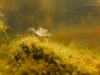 Dragonfly nymphs (order Odonata, suborder Anisoptera) - LIFE IN FRESHWATER