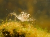 Dragonfly nymphs (order Odonata, suborder Anisoptera) - LIFE IN FRESHWATER
