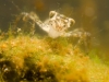 Dragonfy nymphs (Odonata, Anisoptera) | LIFE IN FRESHWATER