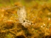 Dragonfly nymphs (order Odonata, suborder Anisoptera) - LIFE IN FRESHWATER