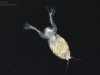 Water fleas - LIFE IN FRESHWATER